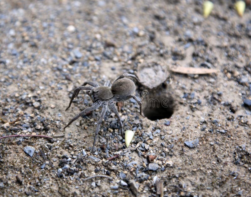 Trapdoor Spider, Australia stock image. Image of trip - 16803359