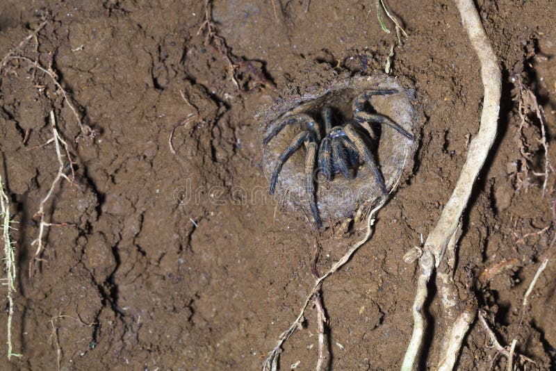 Trapdoor spider stock photo. Image of queensland, predator - 31398204