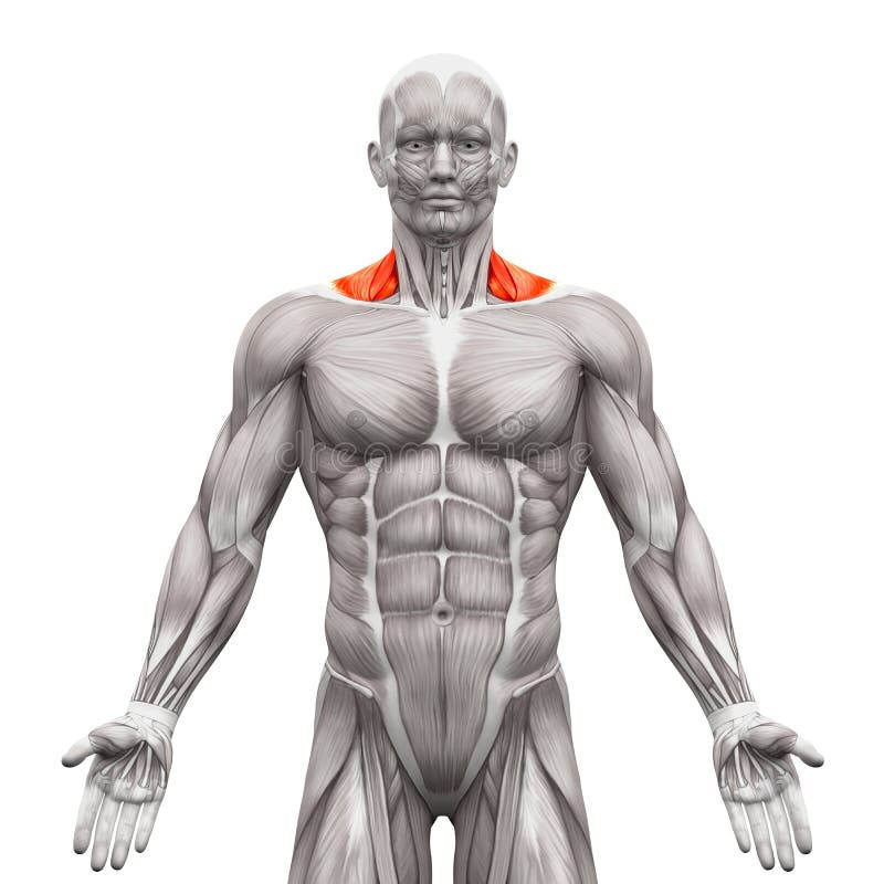 Trapecio Front Neck Muscles - Músculos De La Anatomía Aislados En ...