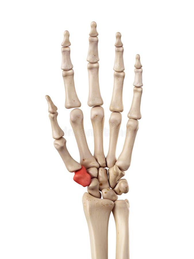 The Trapezium Bone Stock Illustration - Image: 56652186