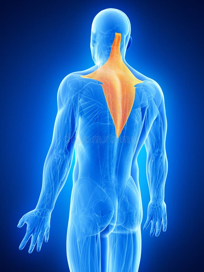 Trapezius Стоковых иллюстраций и клипартов – (785 Стоковых иллюстраций)