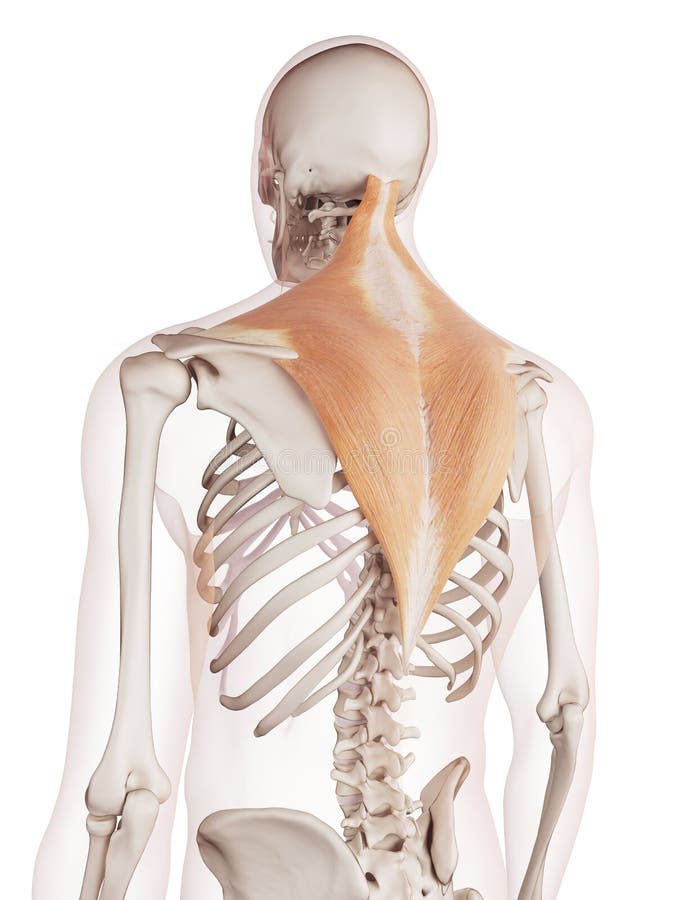 3D Illustratie Van Trapezius-een Deel Van Spieranatomie Stock ...