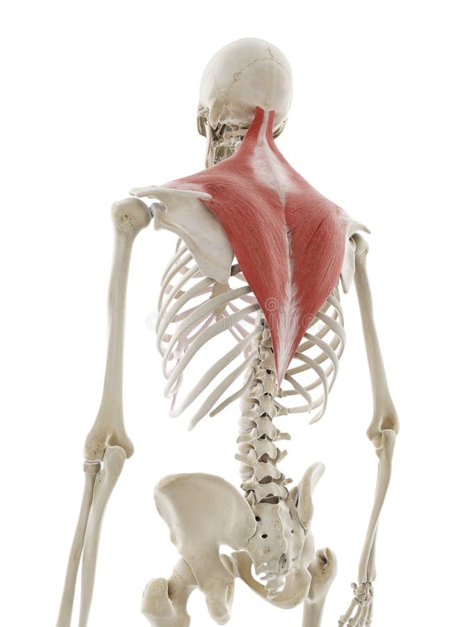 The trapezius stock illustration. Illustration of sports - 162291092