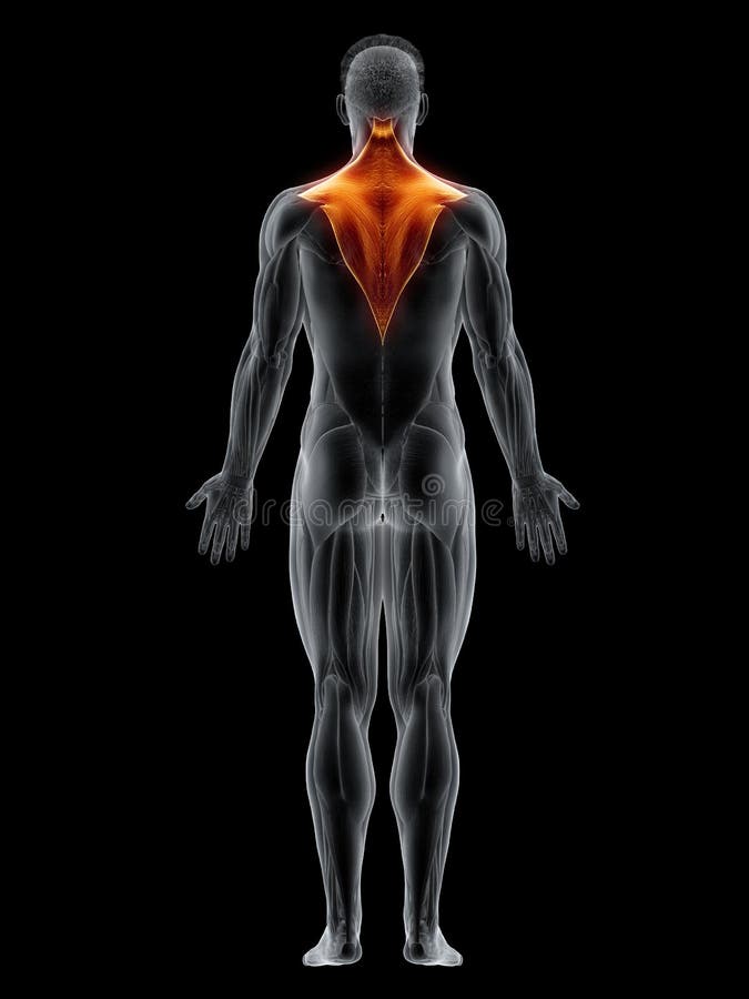 The trapezius stock illustration. Illustration of physical - 157611509