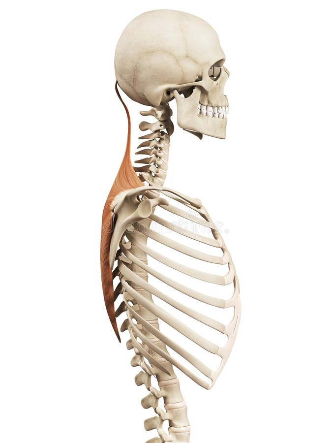 The trapezius stock illustration. Illustration of spine - 72486997