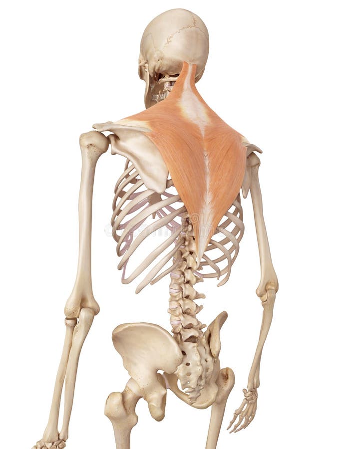 Trapezius Stock Illustrations – 796 Trapezius Stock Illustrations ...