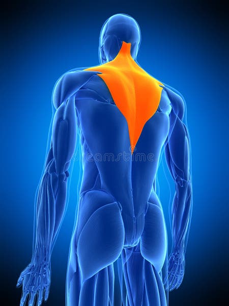 Trapezius Stock Illustrations – 817 Trapezius Stock Illustrations ...