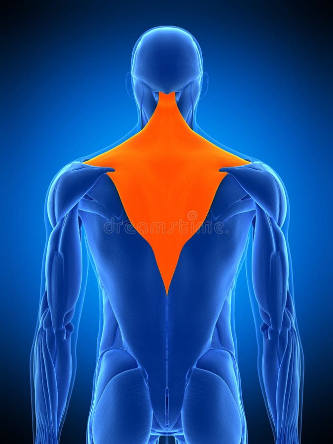 Trapezius Stock Illustrations – 817 Trapezius Stock Illustrations ...