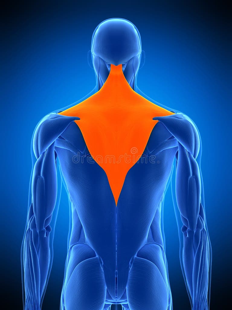 Trapezius Stock Illustrations – 817 Trapezius Stock Illustrations ...