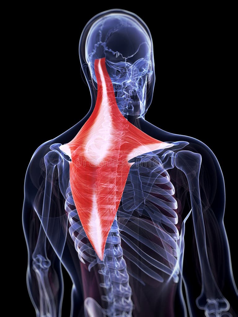 Trapezius Stock Illustrations – 795 Trapezius Stock Illustrations ...