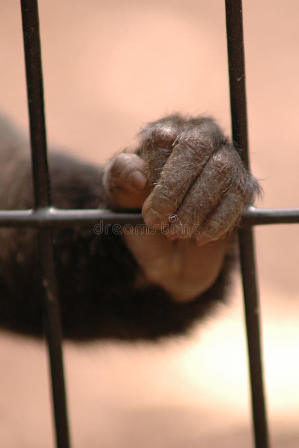 666 Monkey Trapped Stock Photos - Free & Royalty-Free Stock Photos from ...