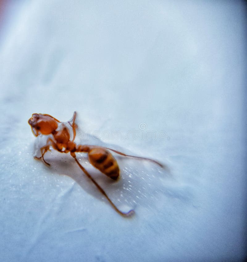 Trapped ant stock image. Image of escape, animal, tiny - 95751899