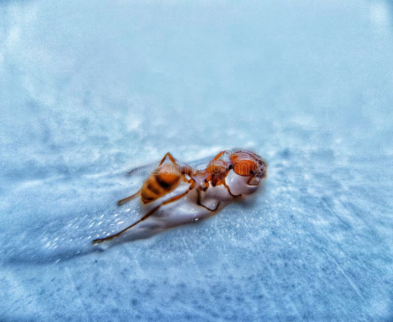 Trapped ant stock image. Image of macro, invertebrate - 95752039