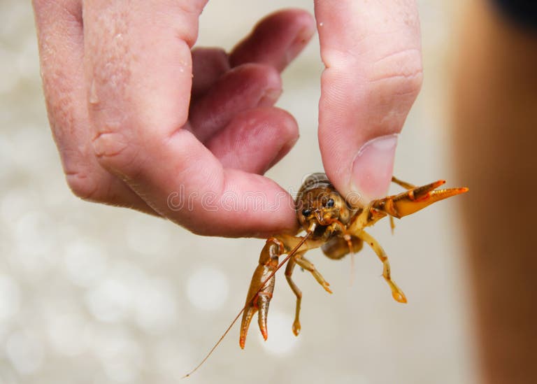 Trapped Crayfish stock image. Image of escape, antennae - 60353307