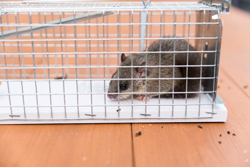 Trapped Dormouse in Live Trap Stock Photo - Image of isolated, cage ...
