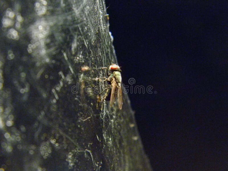 The trapped fly stock photo. Image of despair, insect - 97761854