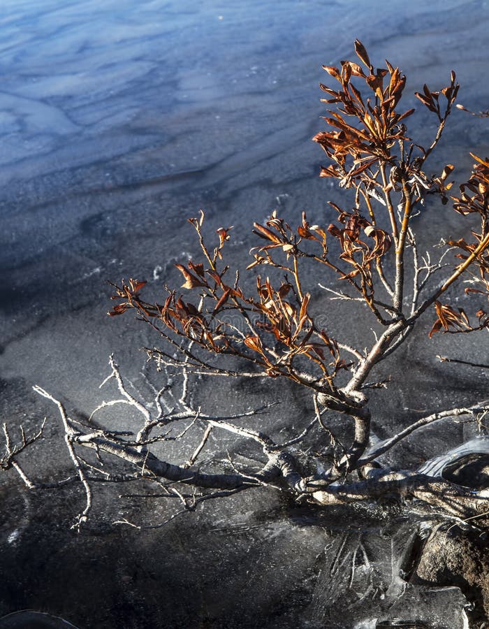 Trapped in Ice stock image. Image of water, canada, bushes - 79184203