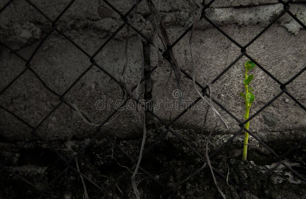 Trapped Life stock photo. Image of negative, choice, solitude - 95275560