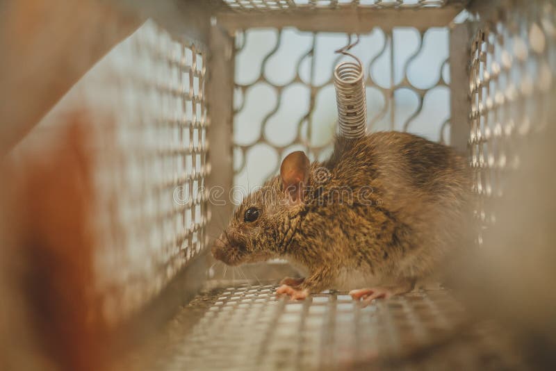 Trapped mouse stock photo. Image of equipment, cage, warning - 89793848