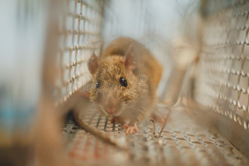 Trapped mouse stock image. Image of warning, rodent, mouse - 89793931