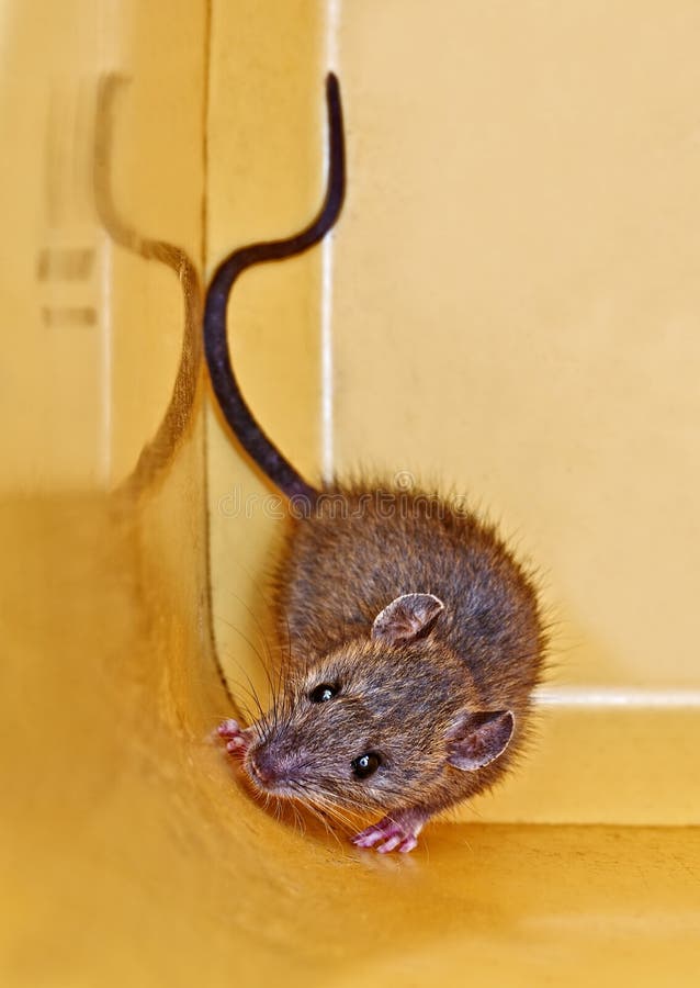Trapped Mouse Robber of Cheese Stock Photo - Image of mouse, rodent ...