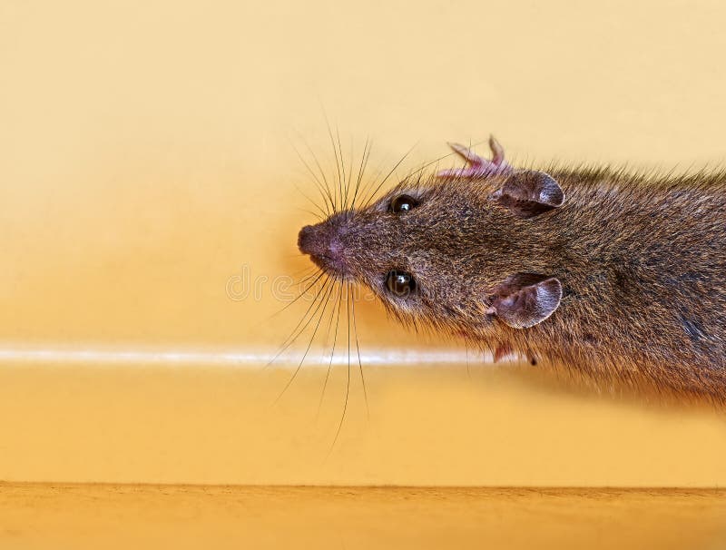 Trapped mouse stock image. Image of device, danger, catching - 17730999