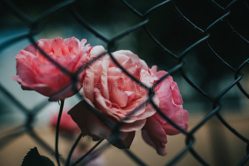 Trapped Rose stock image. Image of petal, pink, blossom - 233409669