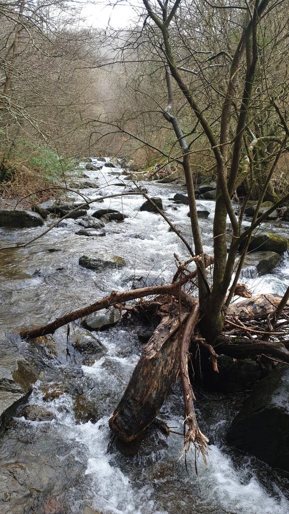 Trapped Tree Trunks after a Storm Stock Image - Image of trunks, autumn ...