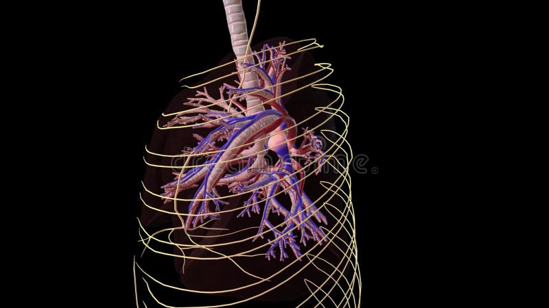 Traquea Pulmonar Y Sistema Nervioso Metrajes - Vídeo de salud, cuerda ...