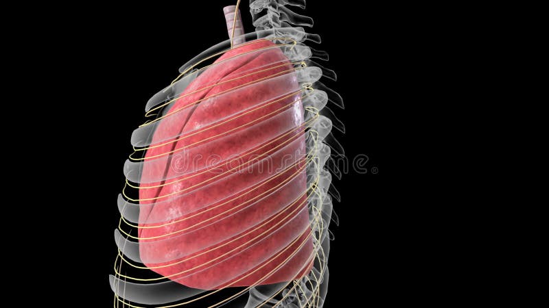 Traquea Pulmonar Y Sistema Nervioso Almacen De Video - Vídeo de cuerda ...