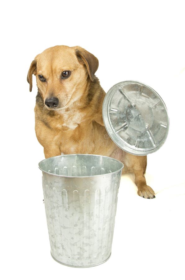 2,018 Dog Trash Stock Photos - Free & Royalty-Free Stock Photos from ...