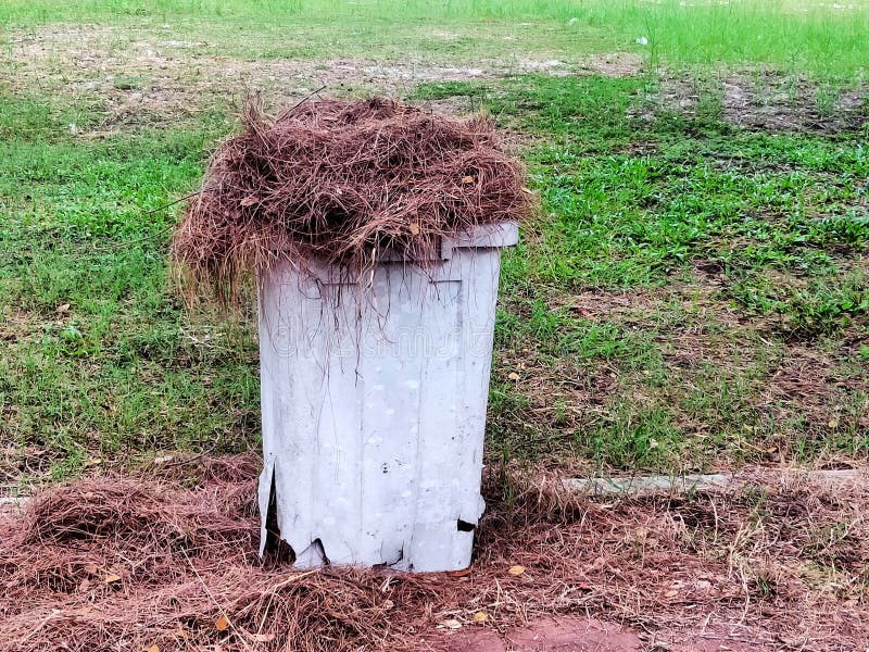 A Trash Can Full of Fallen Pine Leaves Stock Image - Image of beauty ...