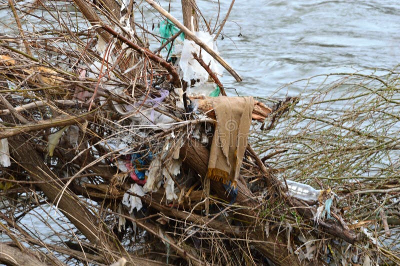 Trash Hung on Tree Branches by the River Stock Image - Image of nature ...