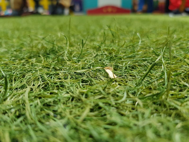 Trash in the Middle of the Grass Stock Image - Image of agriculture ...