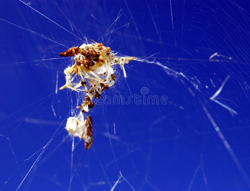 Trash Spider In Trash Web, Blue Background Picture. Image: 8493983