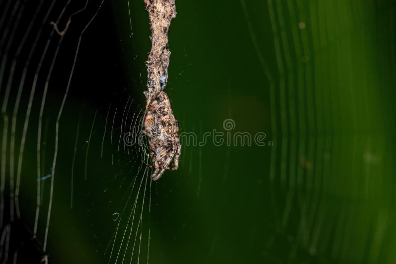 Trashline Orbweaver stock image. Image of mimicry, closeup - 196055187