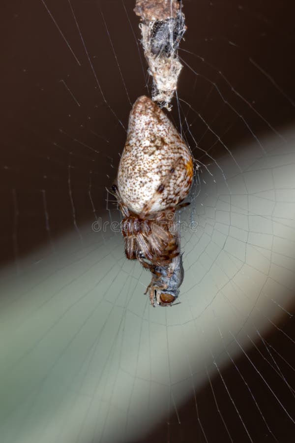 Trashline Orbweaver stock photo. Image of closeup, macro - 196067058