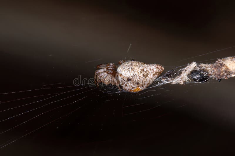 Trashline Orbweaver stock image. Image of cyclosa, nest - 196070217