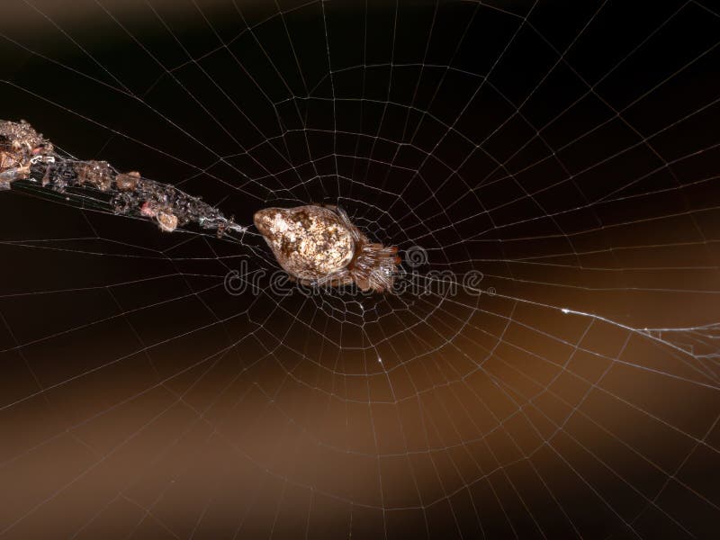 Trashline Orbweaver stock photo. Image of isolated, animal - 196073458