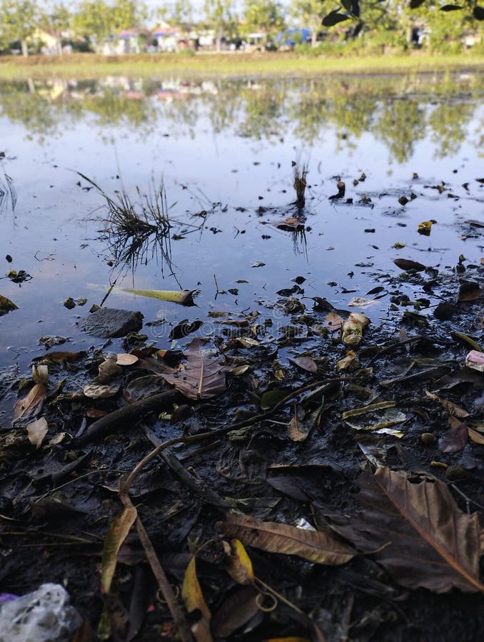 Trashy stock image. Image of trash, trashy, dirty, tree - 263727211