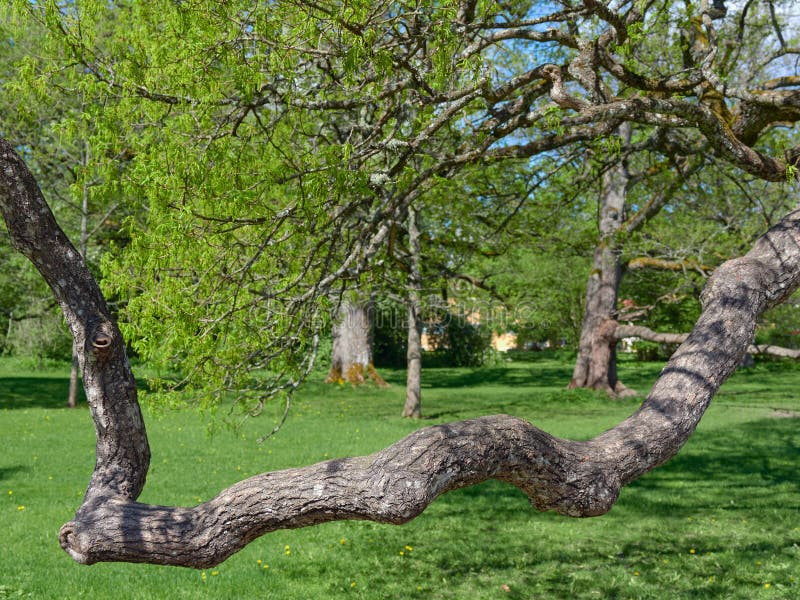 Traskanda park in spring. stock image. Image of manor - 268145545