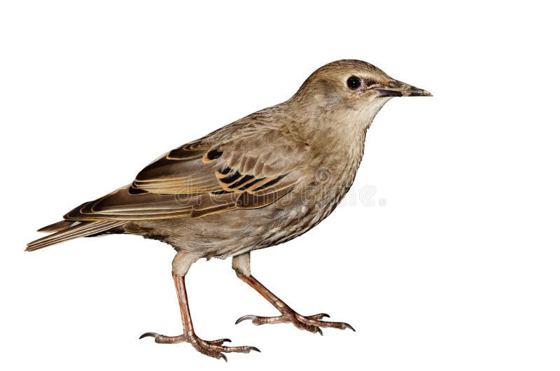 Taltrast fotografering för bildbyråer. Bild av svan, europa - 33219317