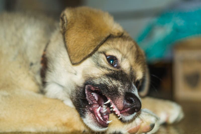 Trastorno Del Perro De Perrito Y Enojado Foto de archivo - Imagen de ...