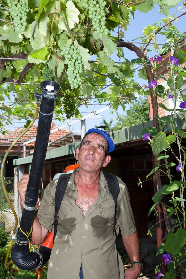 Tratamiento de las vides foto de archivo. Imagen de jardinero - 25960164