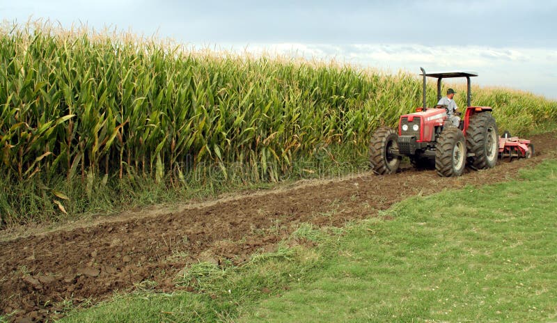 Trattore Con Cereale (mais) Fotografia Stock - Immagine di aratro ...