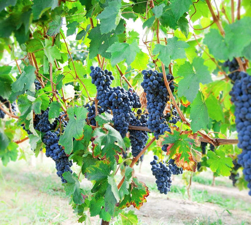 Traube auf Rebe stockbild. Bild von horizontal, italienisch - 15676795