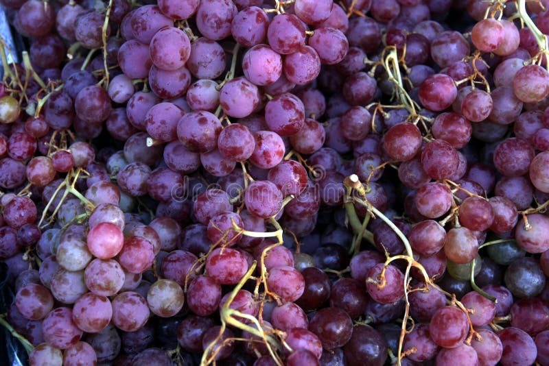 Traube stockbild. Bild von nave, trauben, weinberg, frucht - 11900507