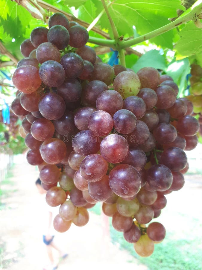 Traube stockbild. Bild von weinstock, betrieb, rebe - 131293035