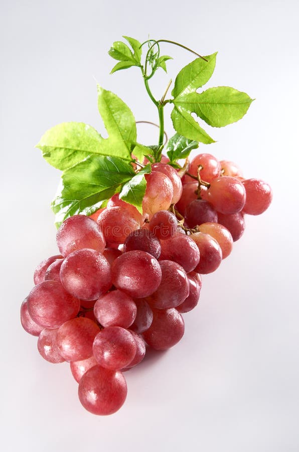 Traube stockbild. Bild von frisch, wein, traube, erfrischung - 22519595