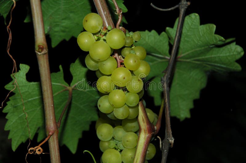 Traube stockfoto. Bild von sortierung, muskatellertraube - 78857488